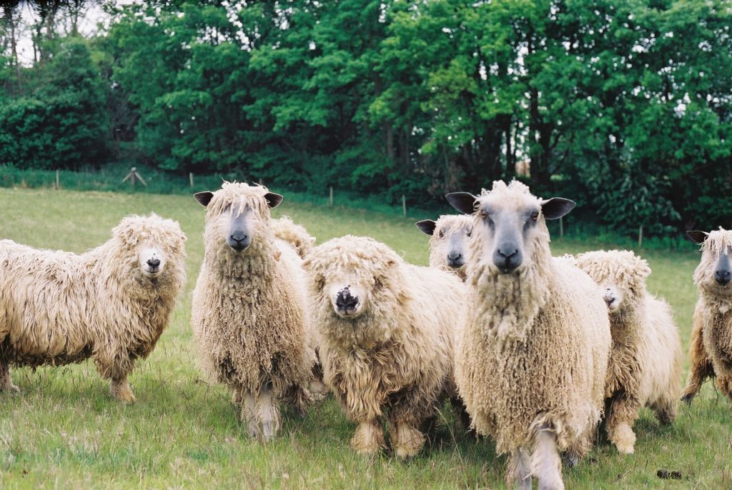 Farm Gallery | Coppins Farm Holiday Lets